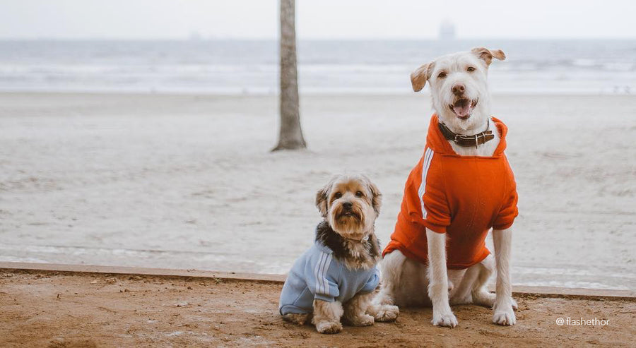 ADIDOG OFFICIAL Making Pets Happy – ADIDOG.PET